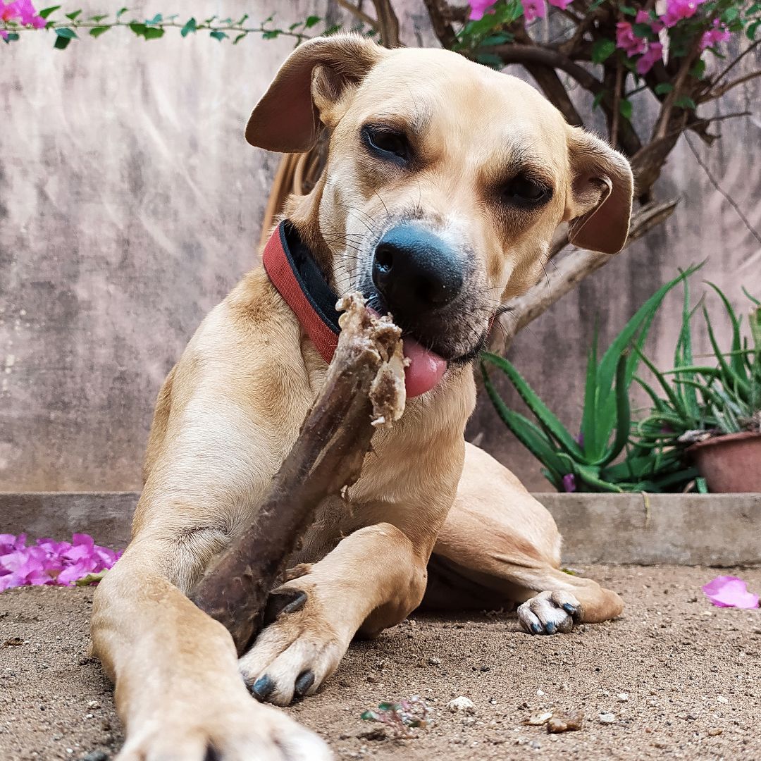 Long Lasting Chews – House of Canis