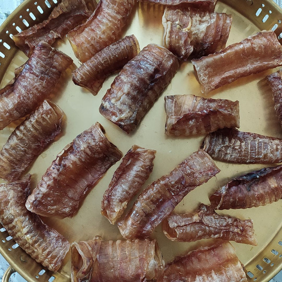 Trachea & Esophagus – House of Canis